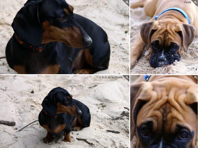 12+ Zoom Code Snippets — CodeHim