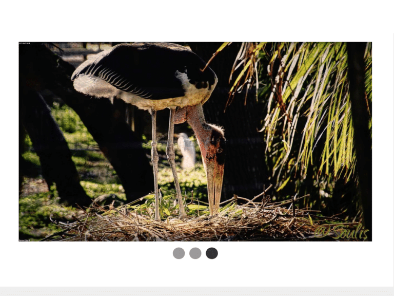 jQuery div Vertical Content Slider - carousel-vertical.js — CodeHim